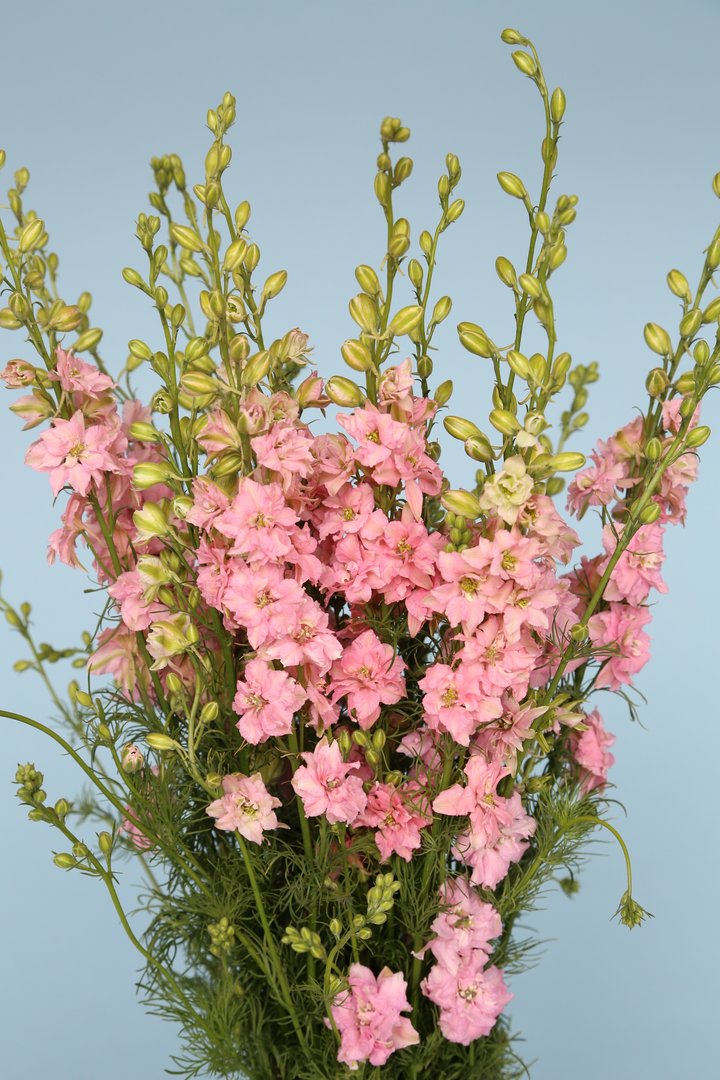 Products Gallery